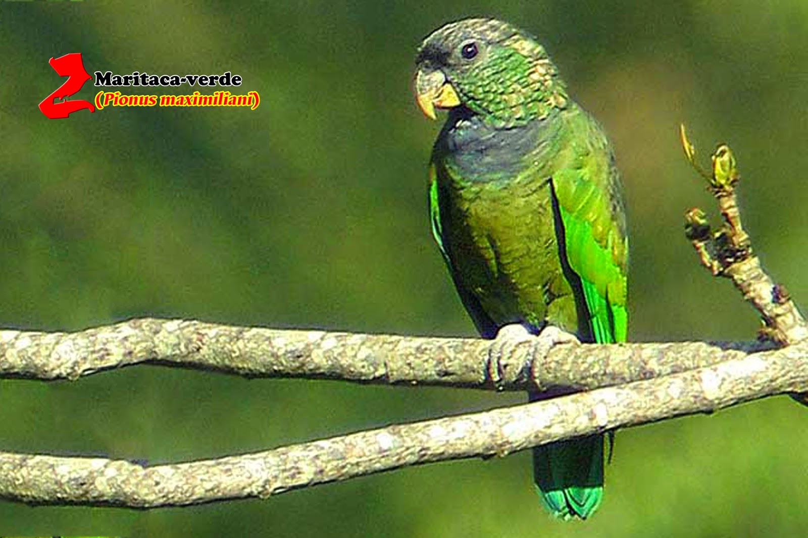 Zoologia: Maritaca-verde (Pionus maximiliani)
